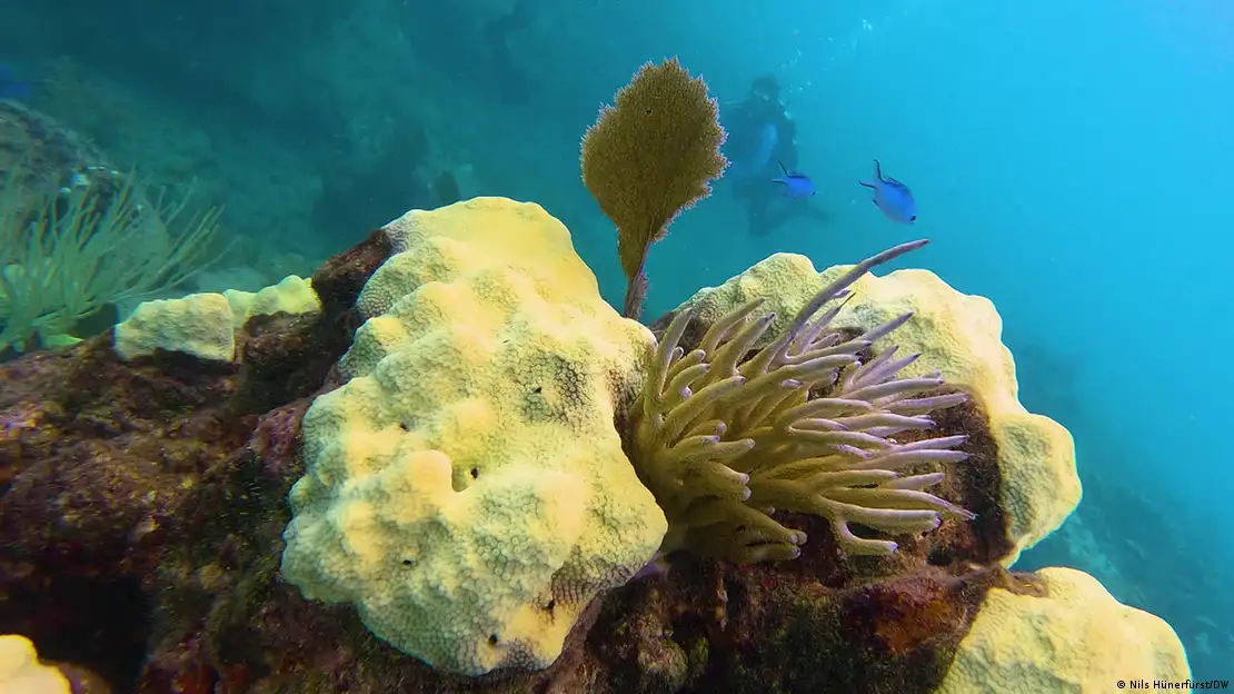 Islas De Arrecifes De Coral