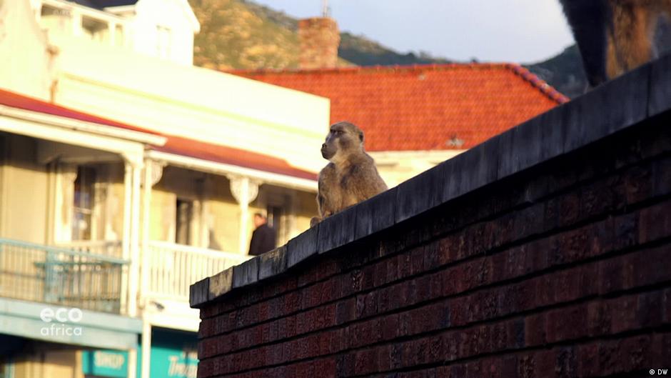 Human-baboon conflict mitigation – DW – 09/04/2023