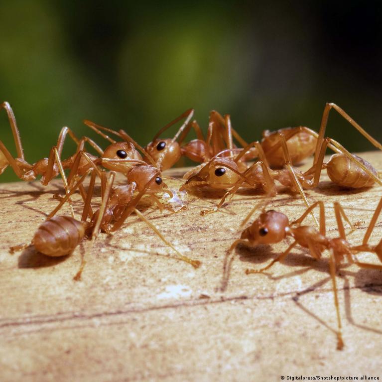 Giant Fire Ants Appearance Of Fire Ants | National Fire Ant