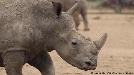 South Africa: World's largest rhino farm bought by NGO – DW – 09/05/2023