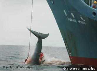 Whaling controversy – DW – 12/12/2011