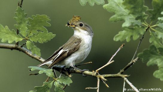 Dramatic decline in German insects and birds – DW – 10/19/2017