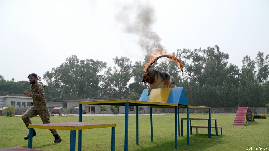 Inside Pakistan's top secret military dog training center – DW – 09/21/2023