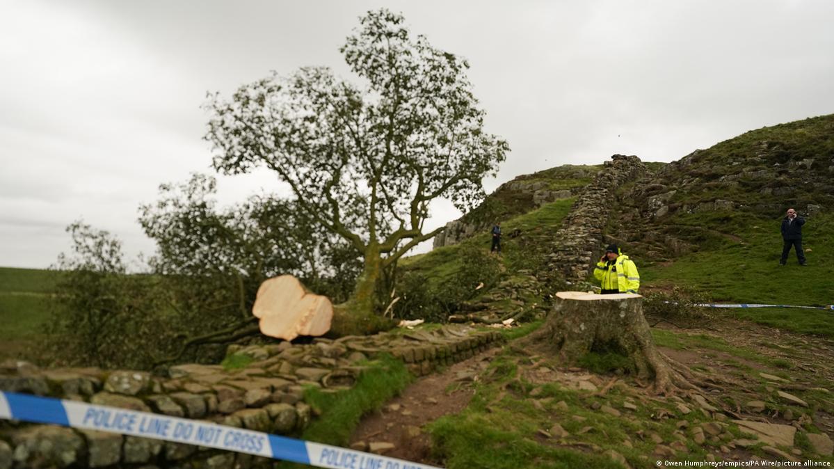 Sycamore Gap: 2 convicted for felling UK's iconic tree – DW – 05/09/2025