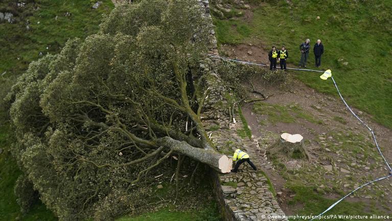 UK: Hadrian's Wall Sycamore Gap tree 'deliberately felled' – DW – 09/28 ...