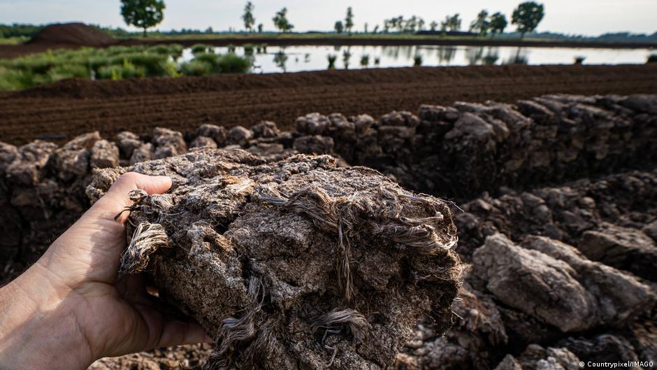 Peat: Climate killer and big business – DW – 10/04/2023