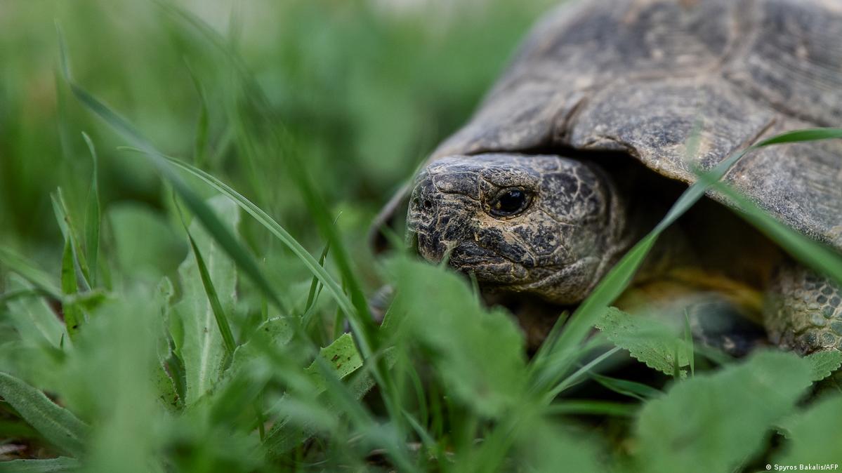 Greece: Injured tortoises recover after wildfires – DW – 10/13/2023