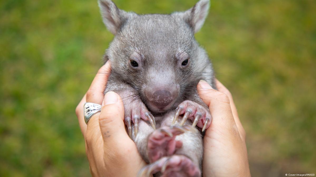 Australia angered by clip of US influencer grabbing wombat – DW – 03/13 ...