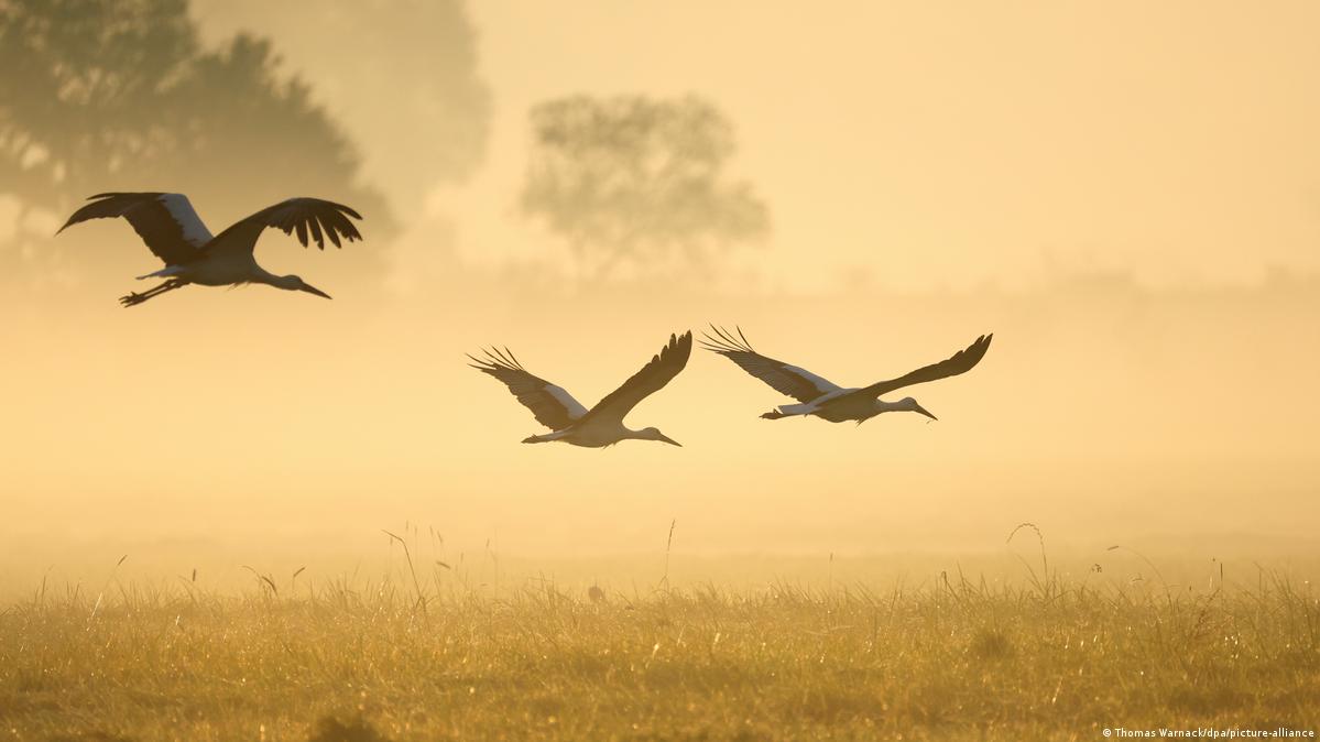 Dolazi vreme magle – DW – 1. 11. 2024.