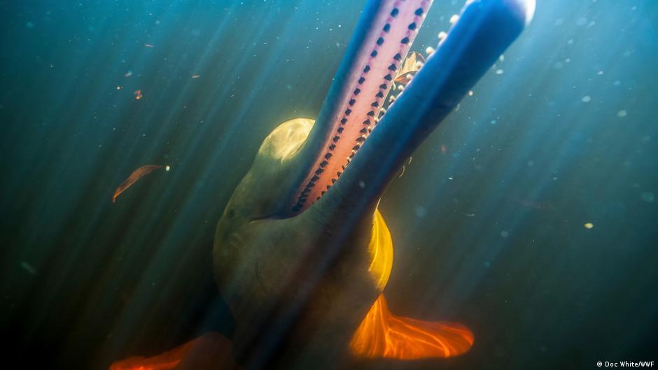 Histórica declaración para salvar a los delfines de río – DW – 26/10/2023