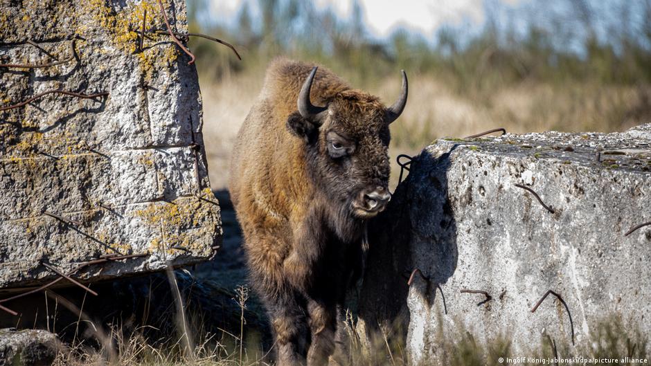 Why do animal horns come in so many shapes and sizes? – DW – 02/14/2024