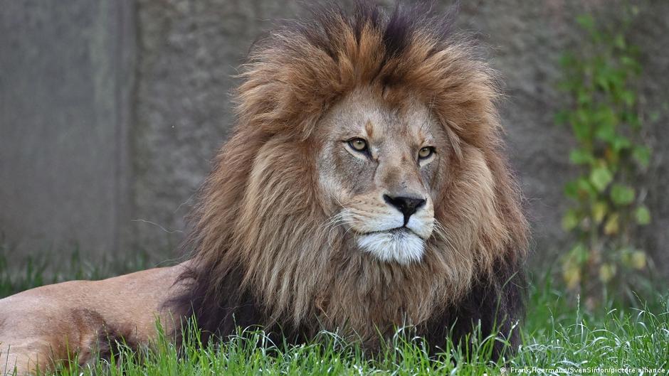 Panic as circus lion roams Italian seaside town – DW – 11/12/2023