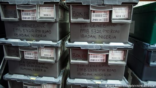 Norway's seed vault protecting Africa's food supply – DW – 11/13/2023