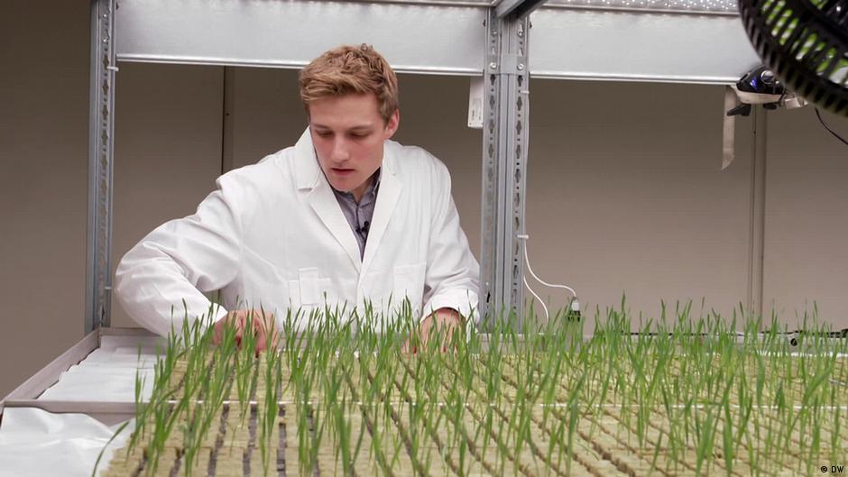 Indoor wheat: A food security solution? – DW – 11/27/2023