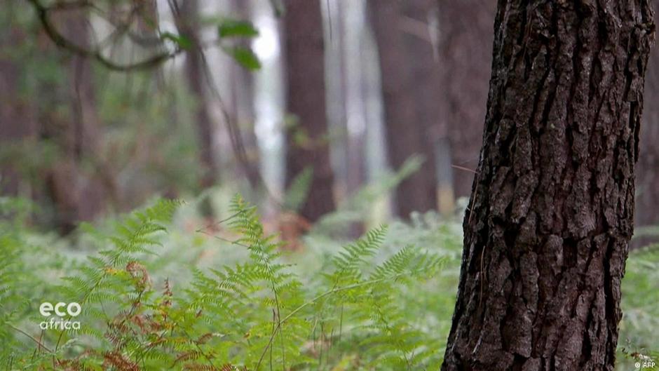 Boosting forest resilience in France with tree diversity