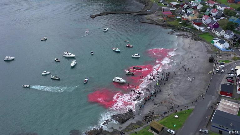 Whale Hunting on the Faroe Islands - Why Does it Continue?