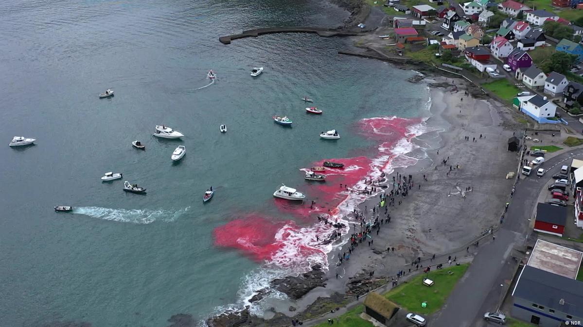 Whale Hunting on the Faroe Islands - Why Does it Continue?