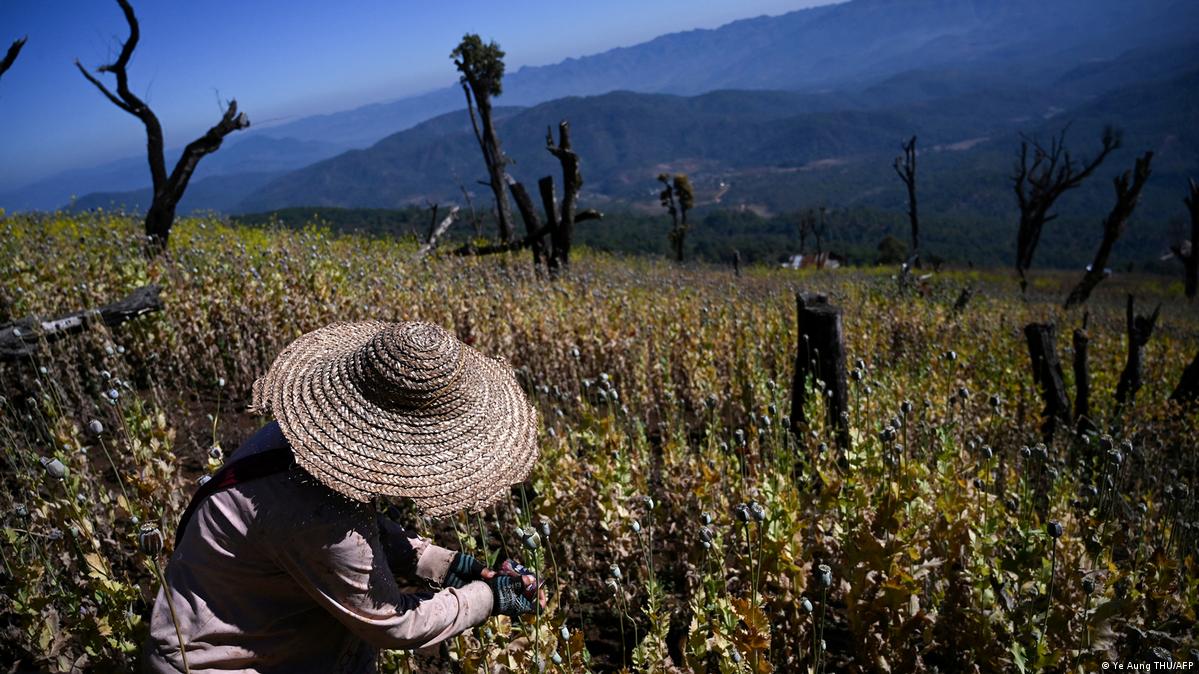 Myanmar's civil war drives up drug production – DW – 06/05/2024
