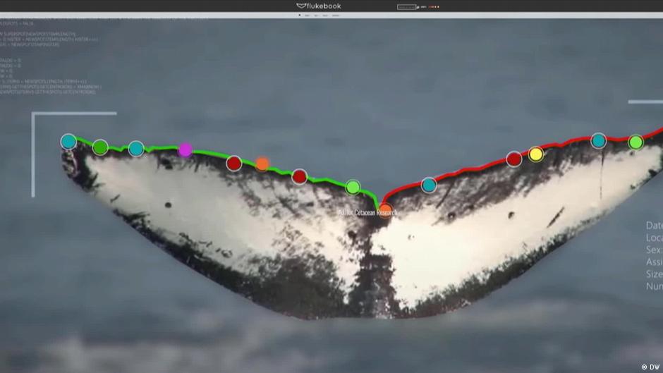 AI image recognition protects species – DW – 01/30/2024