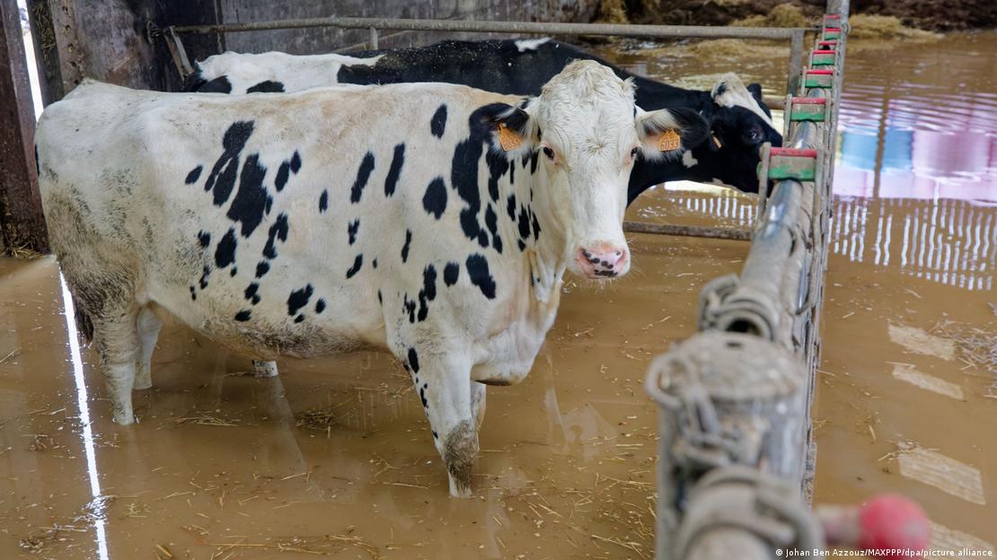 How flooding affects the environment | Times News