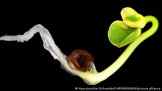 Pflanzen können "hören": Regengeräusche wecken Samen