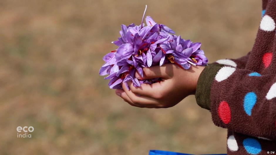 Safeguarding the future of saffron production – DW – 02/19/2024