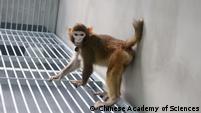 Cloned monkeys: A breakthrough for gene technology? – DW – 01/16/2024