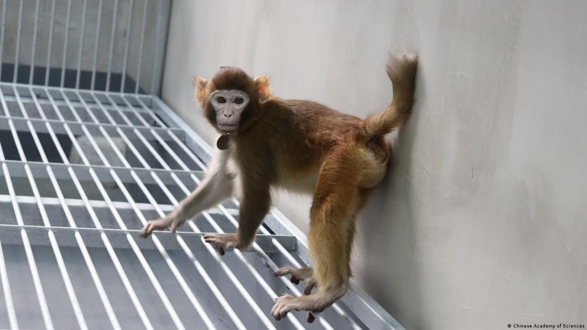 A polêmica clonagem de um macaco rhesus na China – DW – 17/01/2024