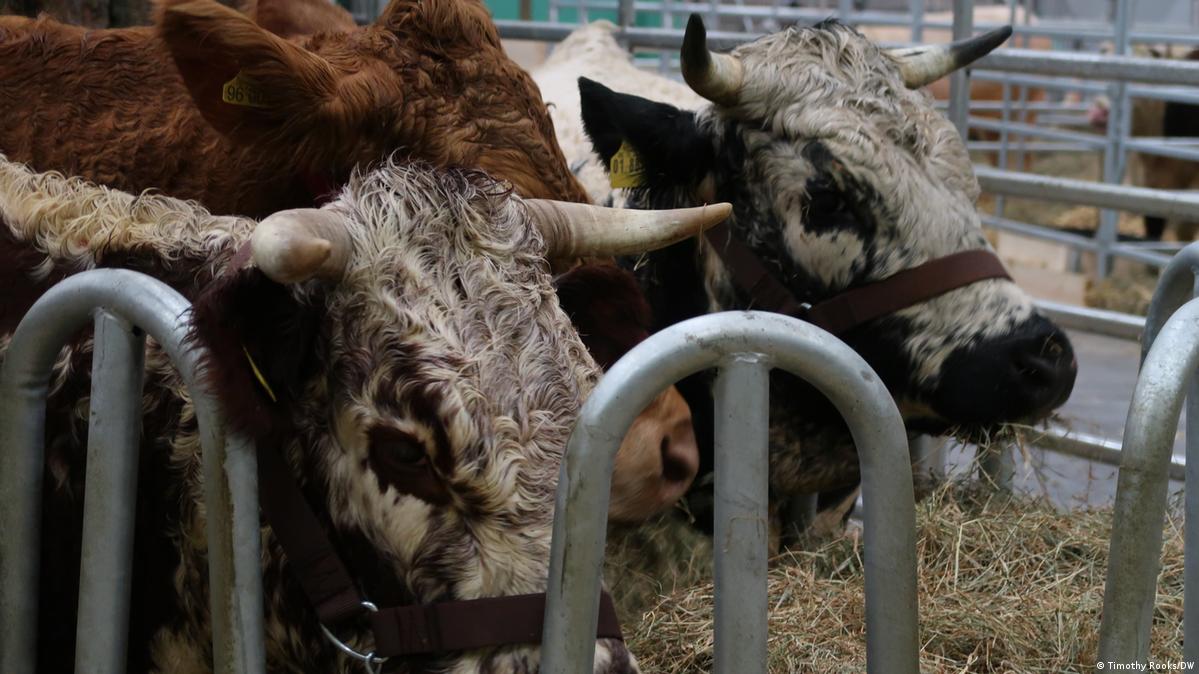 German farmers face tough road ahead