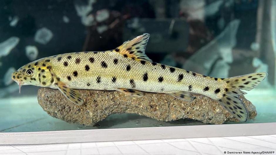 Avistan a un barbo leopardo, una especia de pez casi extinta