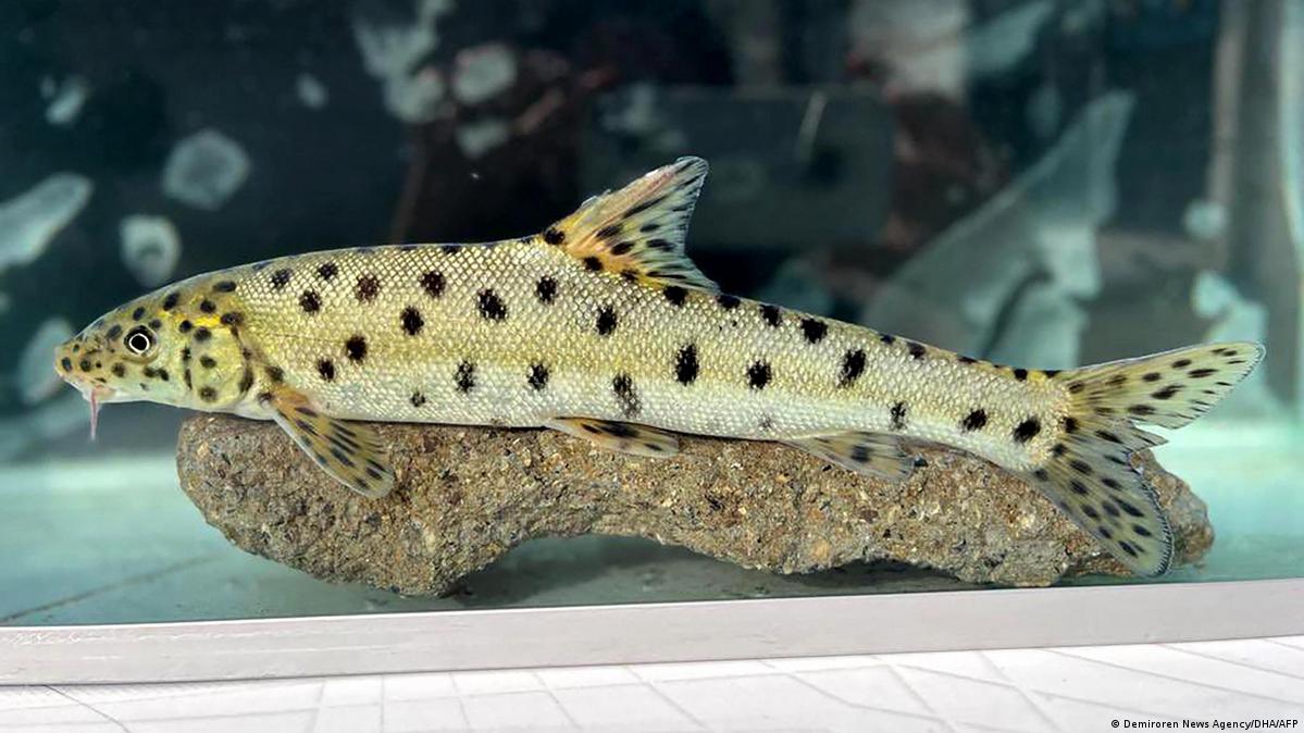 Avistan a un barbo leopardo, una especia de pez casi extinta – DW – 19 ...