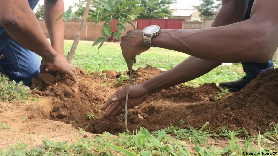 Climate change activist in Zimbabwe to plant 1 billion trees – DW – 06 ...