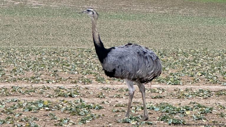 German police shoot aggressive 'emu' – DW – 02/04/2024