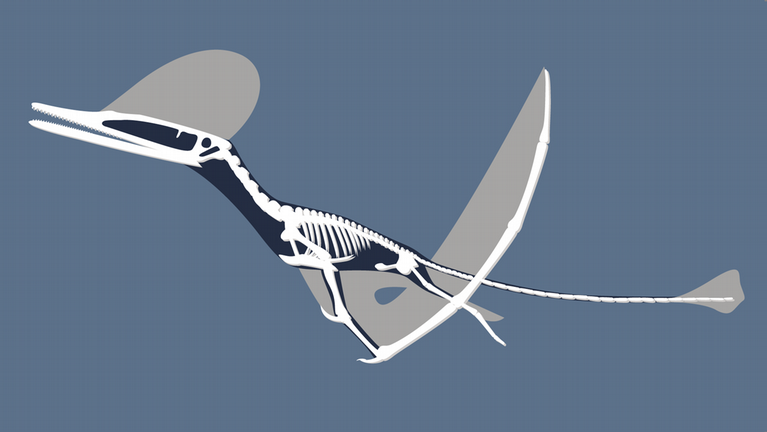 Pterosaur Ceoptera evansae: New species found in Scotland – DW – 02/06/2024