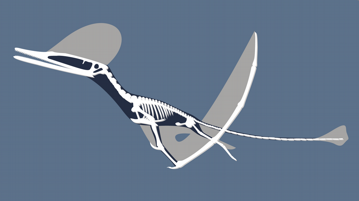 Pterosaur Ceoptera evansae: New species found in Scotland – DW – 02/06/2024