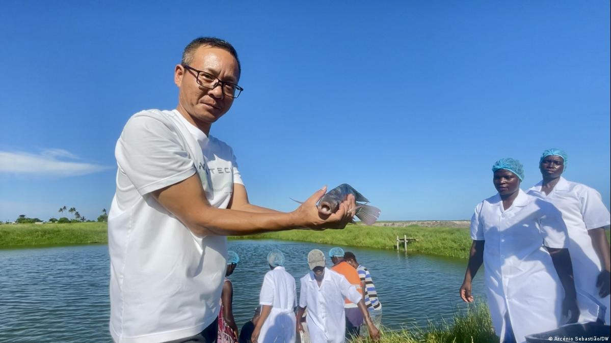 Sofala: A aquacultura está a crescer em Moçambique – DW – 08/02/2024