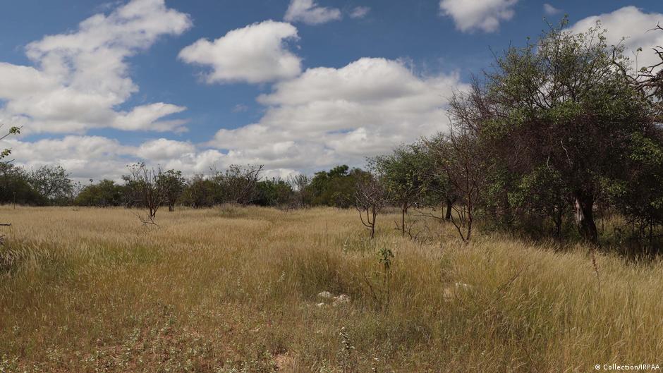 Como um deserto pode estar se formando no Nordeste do Brasil – DW – 17/02/2024