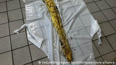 Germany: Large dead python found in Berlin park – DW – 02/14/2024