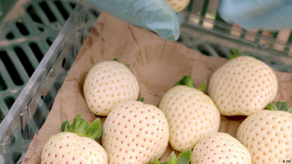 فراولة من الأندلس – DW – 2024/2/21