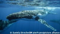 Descubren el fascinante mecanismo del canto de las ballenas – DW – 21/02/2024