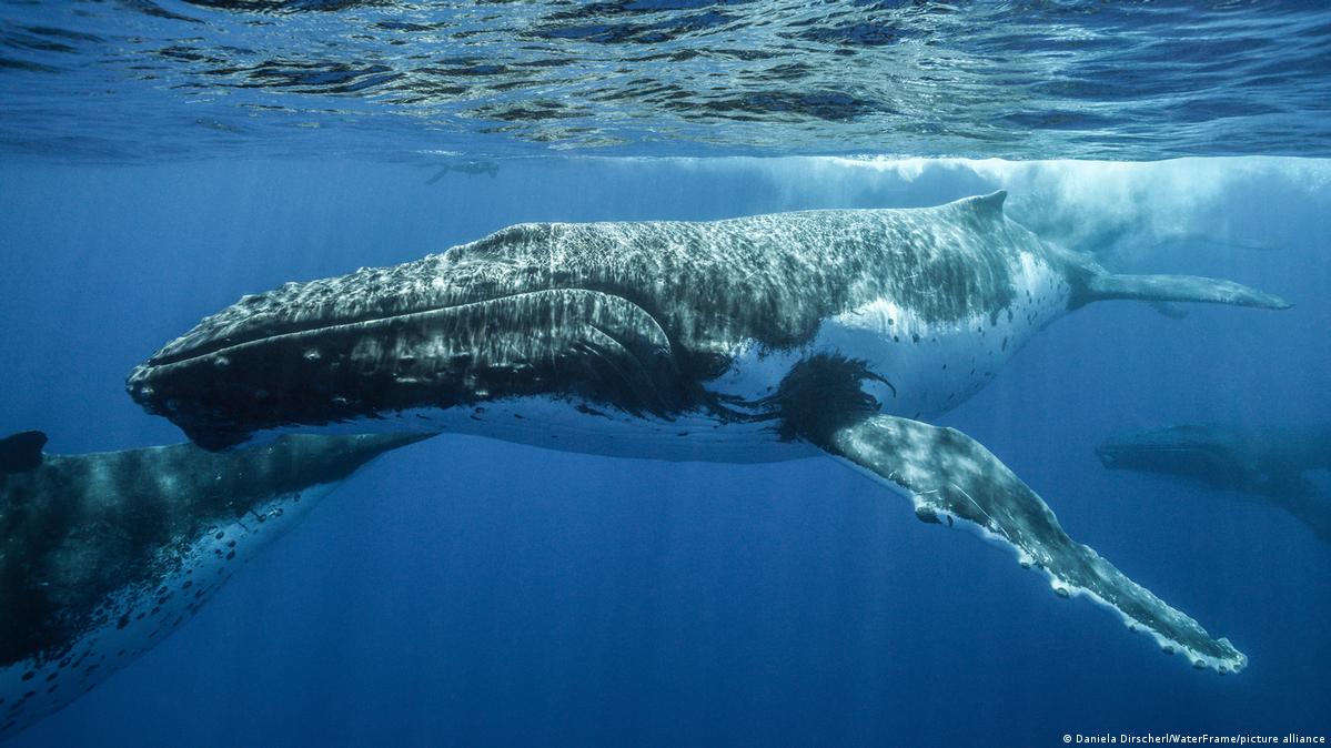 Fotos De Ballenas Jorobadas Ballenas Jorobadas Nadan Bajo El Agua En