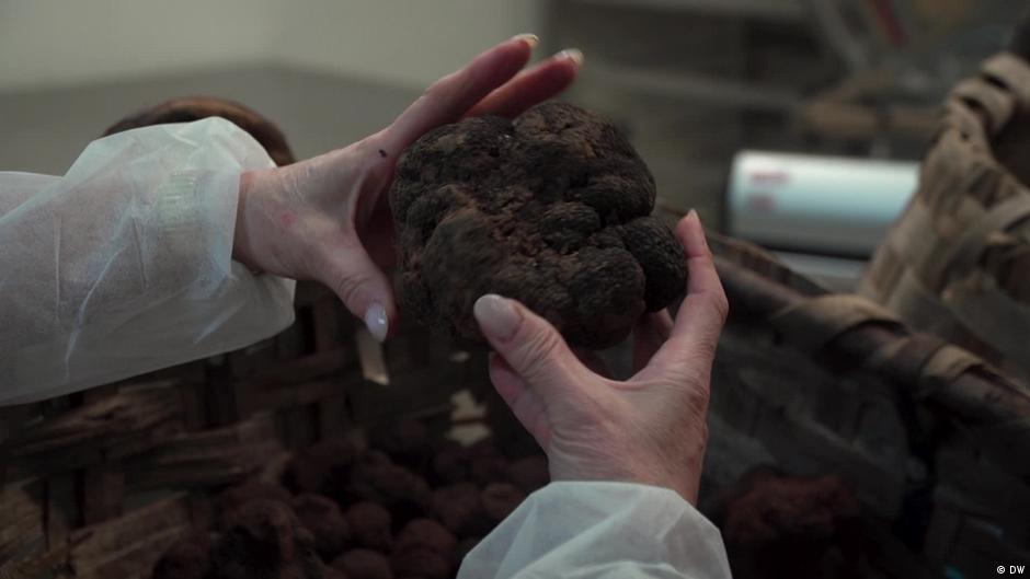 فطر الكمأة الفاخر ذهب أبيض بإيطاليا – DW – 2024/2/29