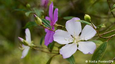 Como uma árvore em flor ajuda a recuperar a Mata Atlântica – DW – 25/02 ...