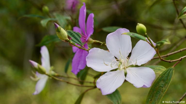 Como uma árvore em flor ajuda a recuperar a Mata Atlântica