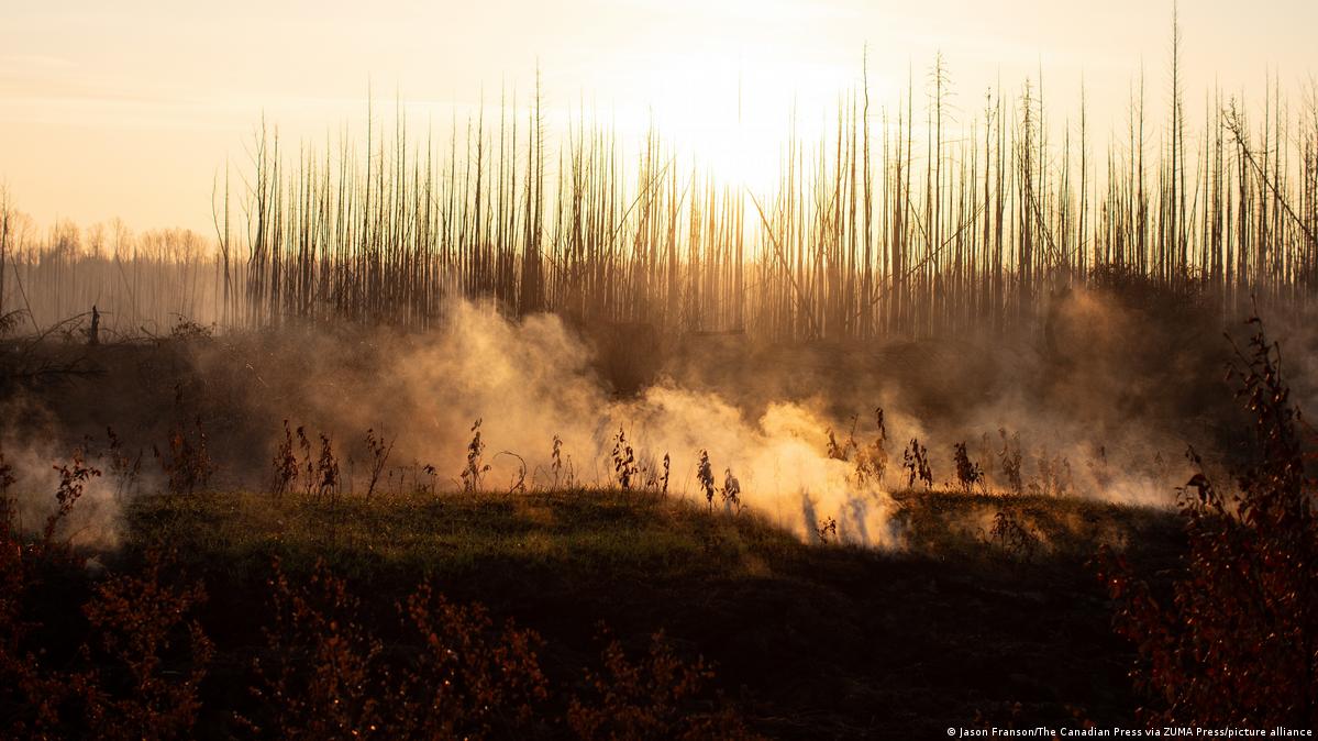 What are zombie fires and how dangerous are they? – DW – 02/29/2024