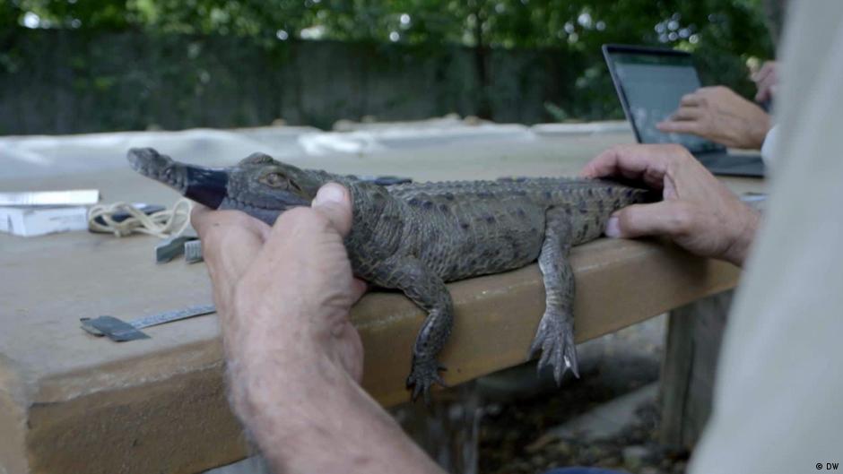 Conservación del caimán en Venezuela – DW – 08/03/2024