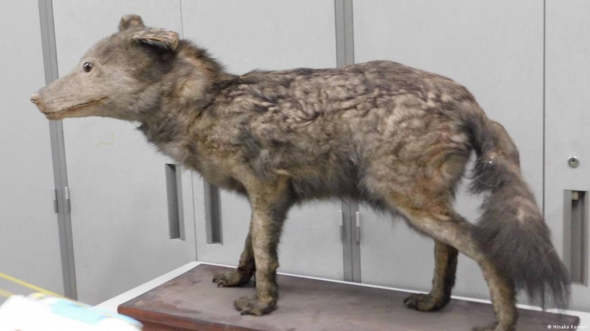 Niña de 13 años identifica ejemplar de extinto lobo japonés