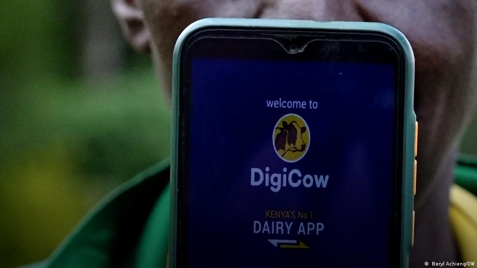 DigiCow app modernizes Kenyan farming – DW – 03/12/2024