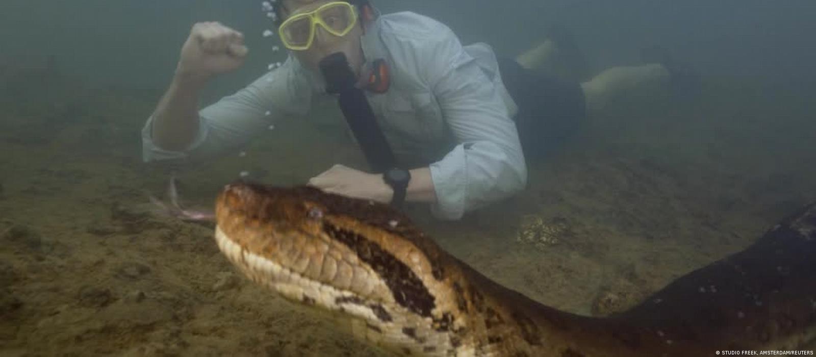 Life Cycle Of A Anaconda Science Recognizes New Species Of Giant