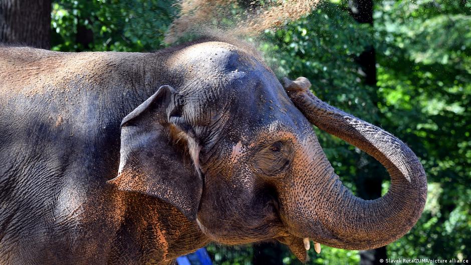 象牙とサイの角の滝の密売 – DW – 2024 年 5 月 13 日 - nipponese.news - Nipponese